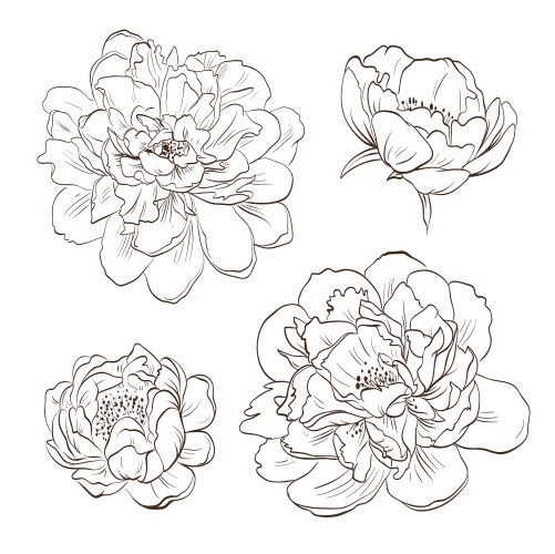 Peony Vector Images (over 29,000)