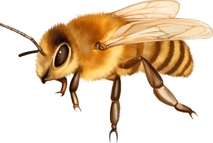 Bee Vector Images (over 87,000)