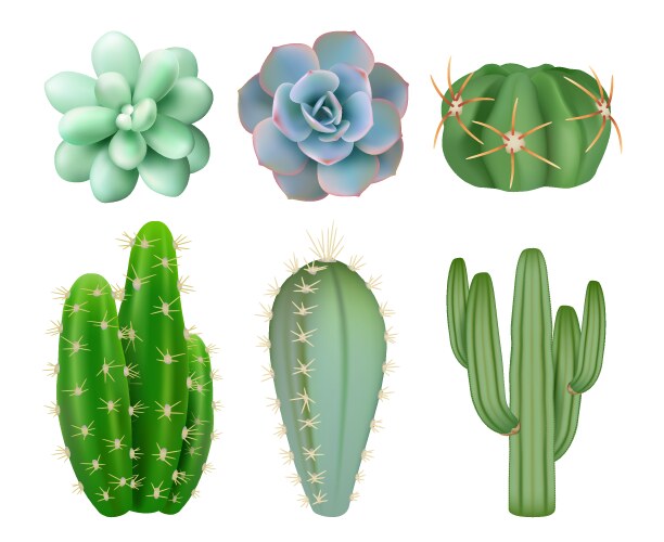 Cactus realistic set Royalty Free Vector Image