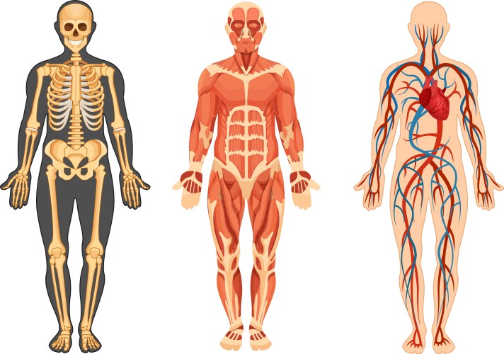 Muscular System Vector Images (over 2,600)