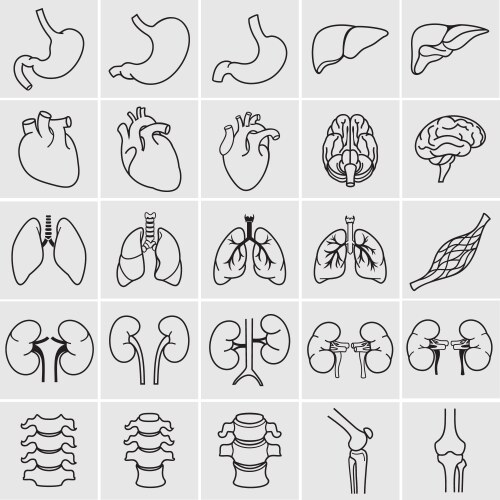 Human Internal Organs Vector Images (over 40,000)