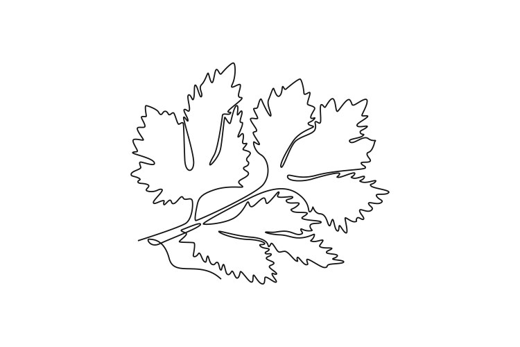 Continuous one line drawing whole healthy organic Vector Image