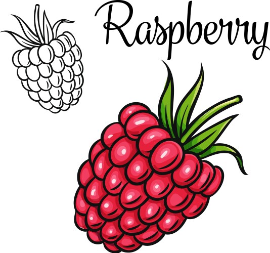 Hand drawn sketch of raspberry in color isolated Vector Image