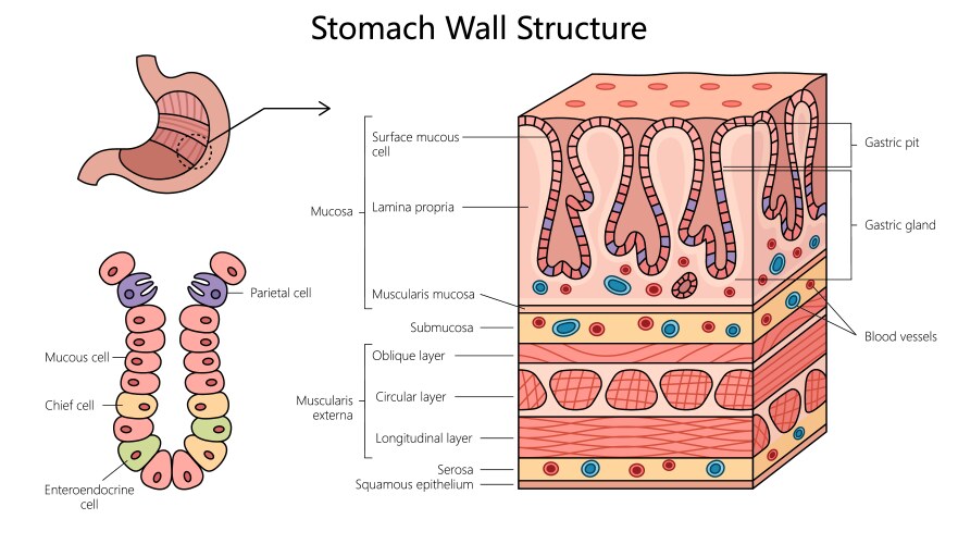 Stomach Anatomy Diagram – Royalty-Free Vector | VectorStock