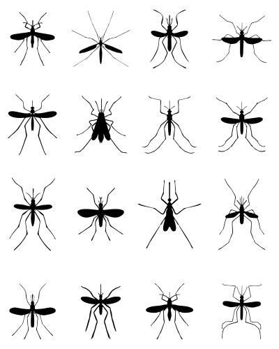 Mosquito Vector Images (over 14,000)