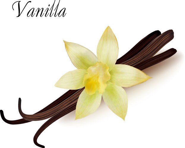 Vanilla Vector Images (over 65,000)