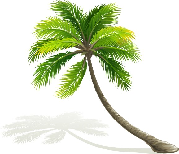 Palm tree on transparent background Royalty Free Vector