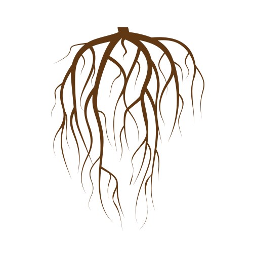 Roots Tree Brown Vector Images (over 1,200)
