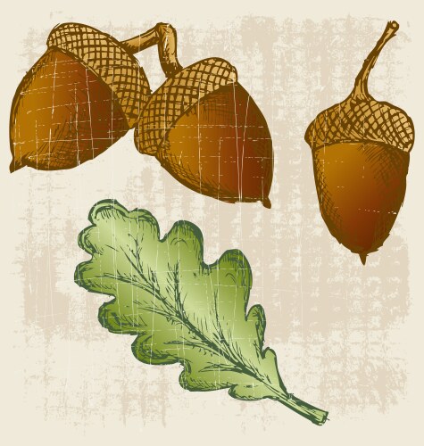 Hand-Drawn Acorn Sketch Royalty Free Vector Image