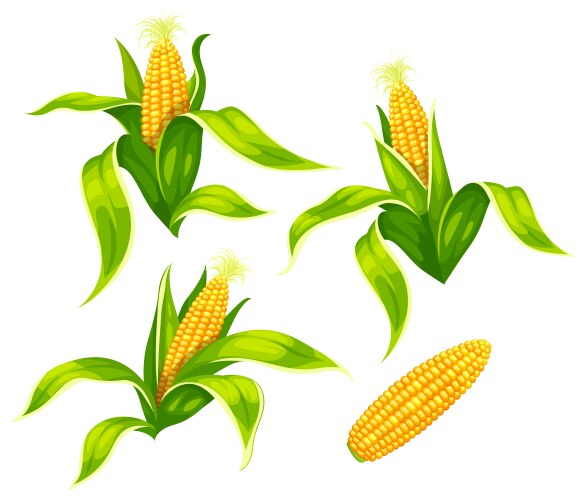 Maize plant diagram infographic elements Vector Image