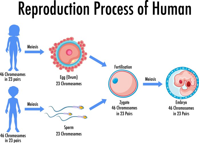 Reproduction process human infographic Royalty Free Vector