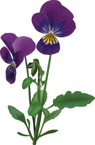 Violet Vector Images (over 250,000)