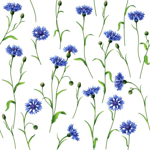 Cornflower Vector Images (over 4,100)