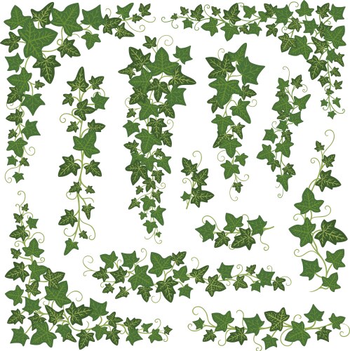 Border Ivy Vector Images (over 1,400)