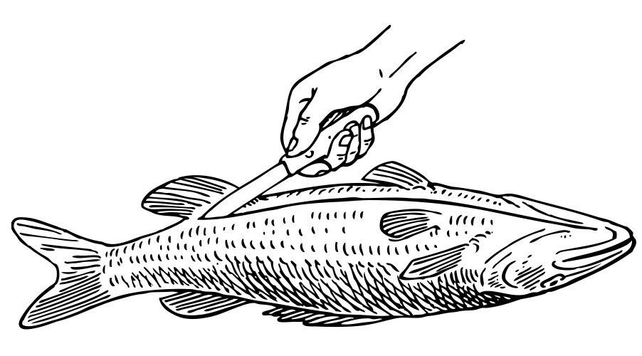 Drawing mackerel fish Royalty Free Vector Image