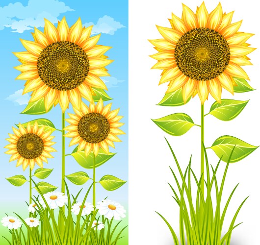 Sunflowers Vector Images (over 47,000)