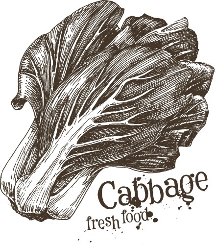 Cabbage logo design concept template Royalty Free Vector