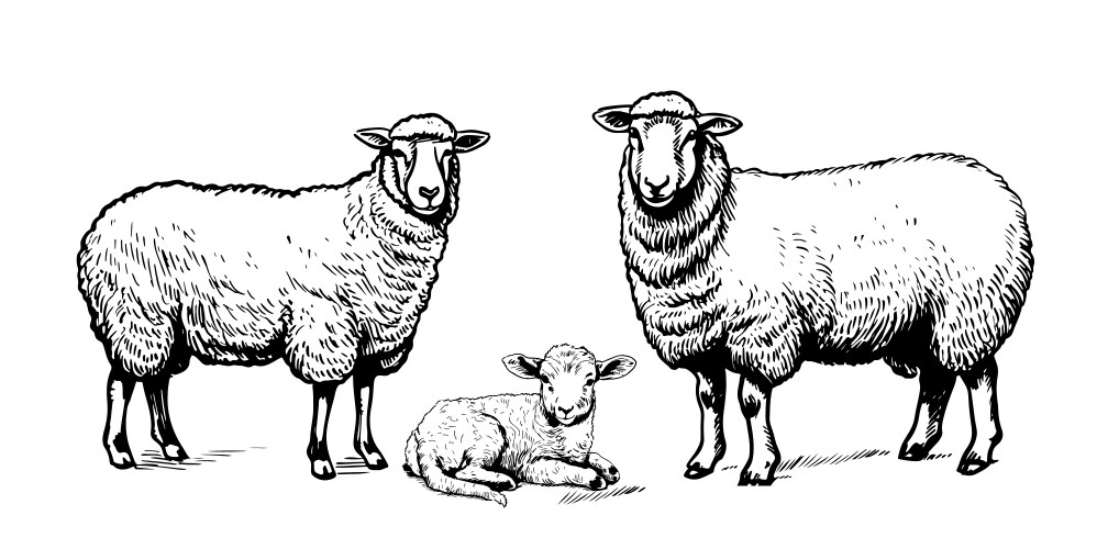 Cute Sheep Lamb Hand Drawn Ink Sketch Engraved Vector Image