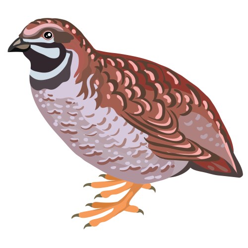 Blue quail Royalty Free Vector Image - VectorStock