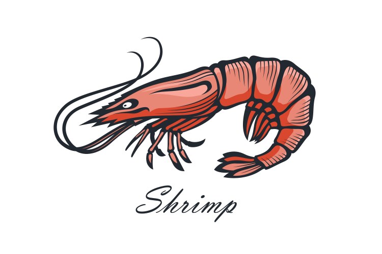 Shrimp popular food like real isolated Royalty Free Vector
