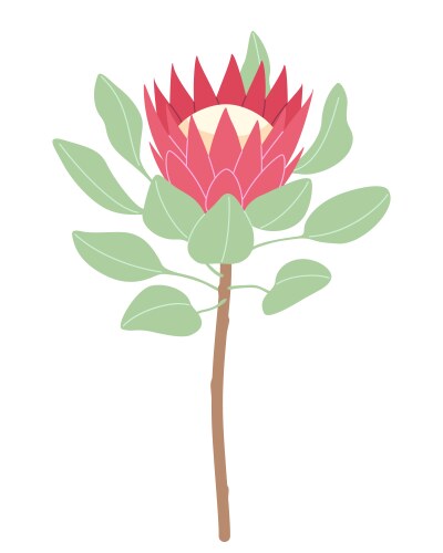 Protea Vector Images (over 1,700)