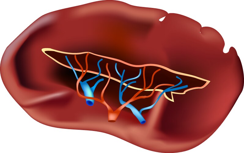 Spleen Cartoon Vector Images (over 950)
