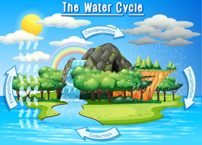 Water Cycle Clipart Vector Images (over 250)