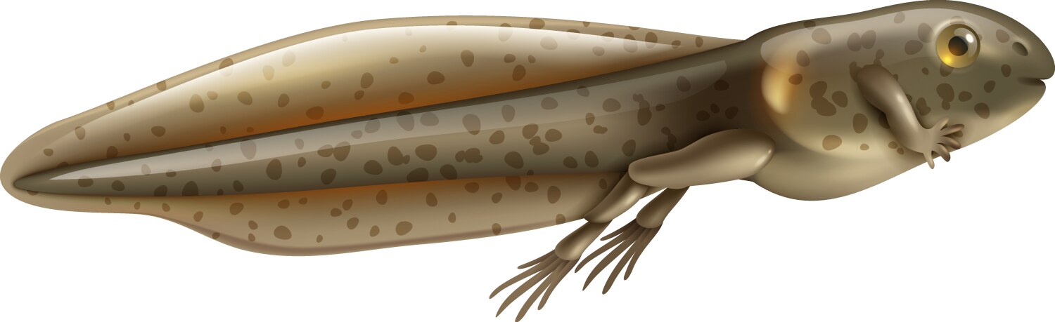 Tadpole Vector Images (over 790)