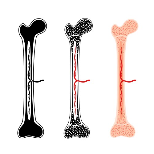 Human femur bones Royalty Free Vector Image - VectorStock