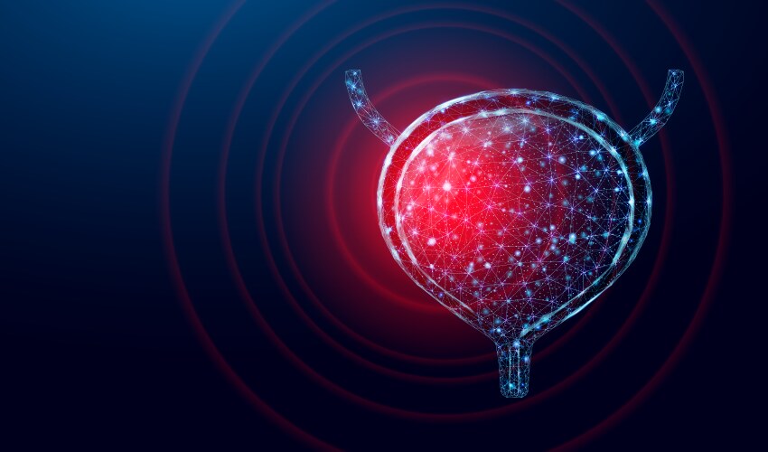 Human bladder design element for medical concept Vector Image