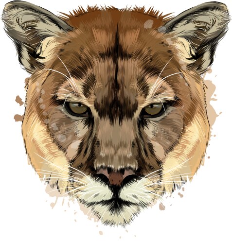 Lion color realistic portrait a lions head Vector Image