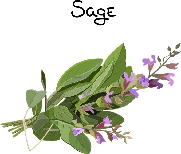 Sage isolated Royalty Free Vector Image - VectorStock