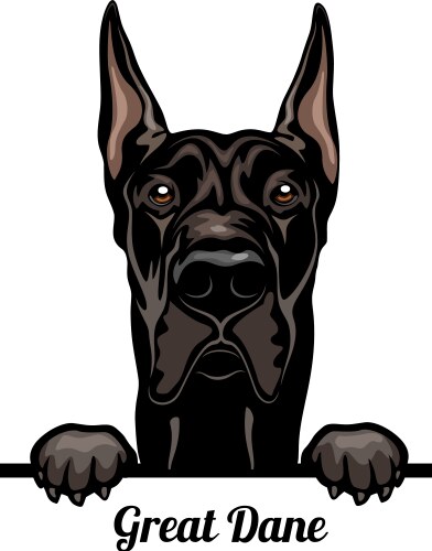 Great Dane Dog Vector Images (over 980)