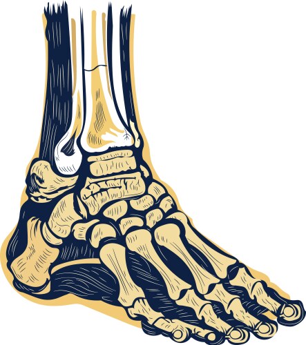 Ankle Vector Images (over 11,000)