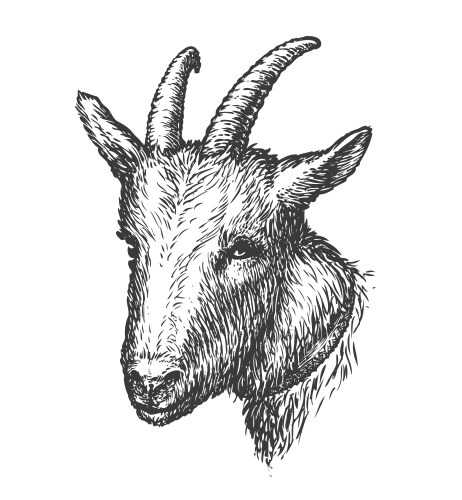Hand drawn sketch portrait of goat Royalty Free Vector Image