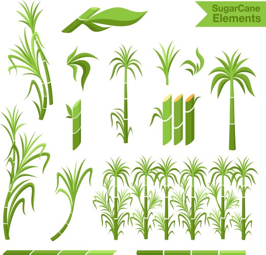 Sugar plant agricultural crops cane leaf Vector Image