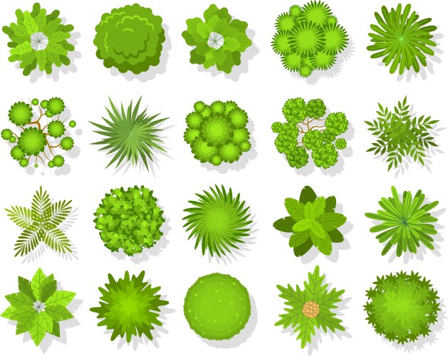 Tree Plan Vector Images (over 10,000)