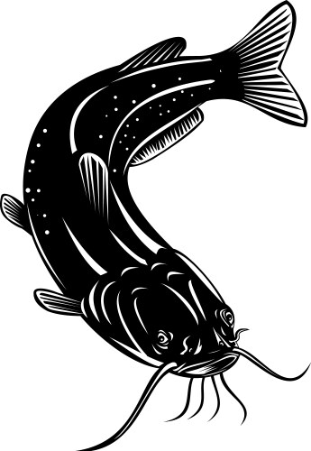 Channel Catfish Vector Images (35)
