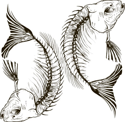 Fish Skeleton Vector Images (over 8,500)