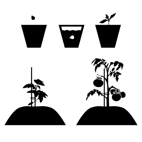 Life cycle of tomato in cartoon style from a seed Vector Image