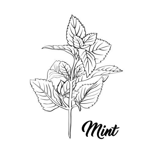 Mint Outline Vector Images (over 7,600)