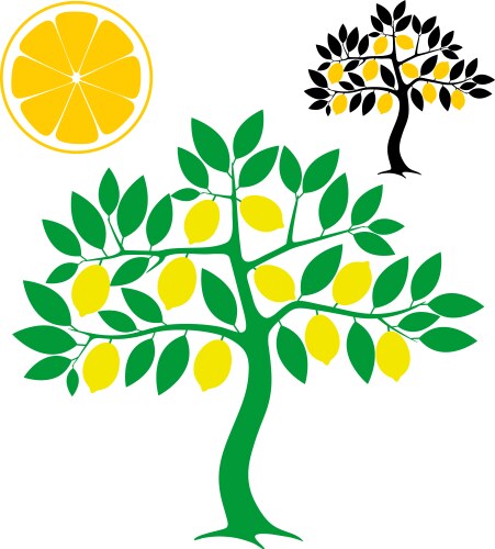 Lemon tree citrus phenological development stages Vector Image