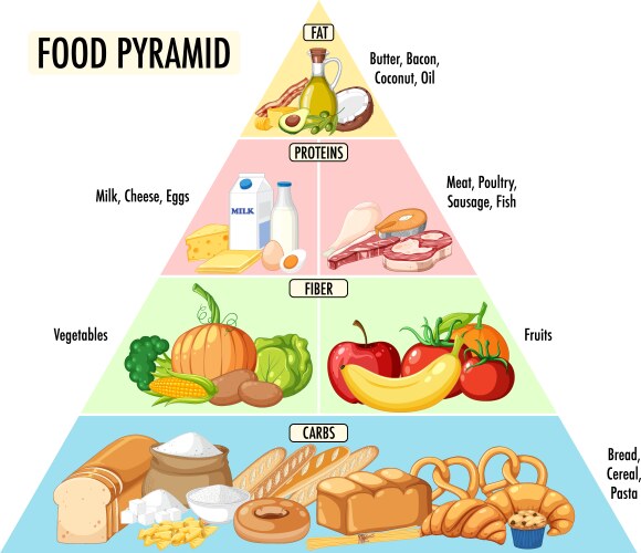 Healthy food pyramid infographic pictures Vector Image