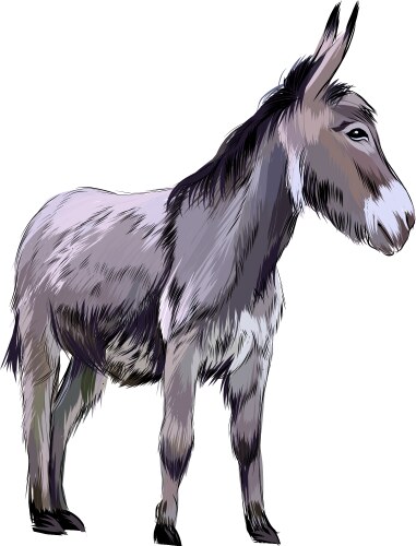 Donkey Drawing Vector Images (over 4,000)