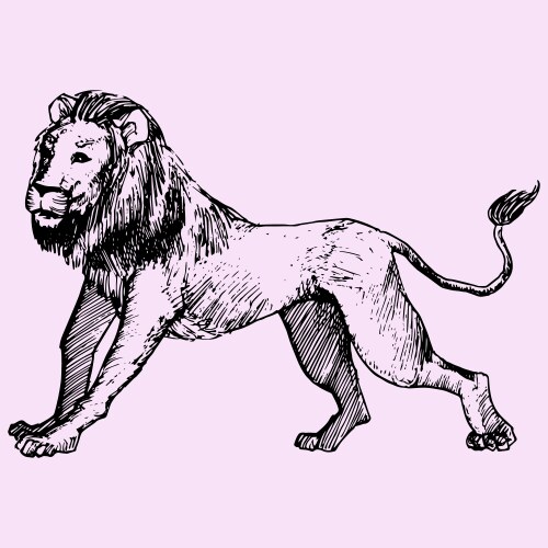 Lion Side View Vector Images (over 340)
