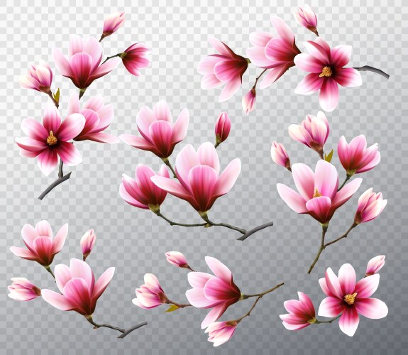 Realistic magnolia flower transparent icon set Vector Image