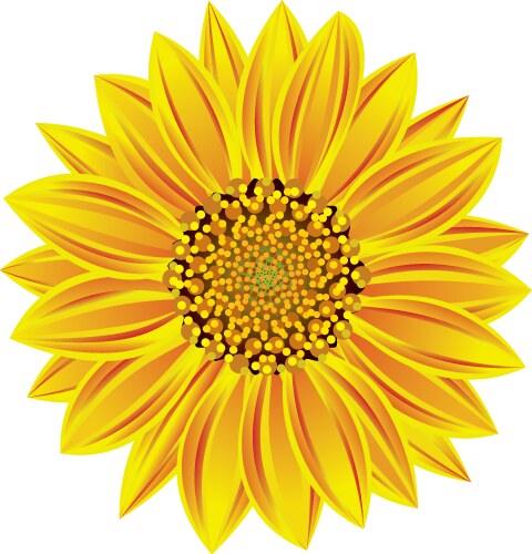 Sunflower Vector Images (over 53,000)