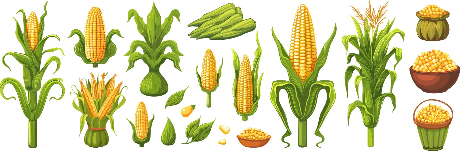 Cartoon Corn Corn Cartoon Stock Illustration Download Image Now