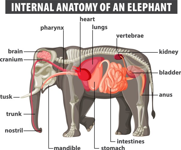 Detailed diagram of elephants internal organs Vector Image