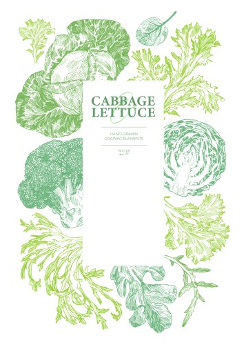 Cabbage lettuce engraving square banner Royalty Free Vector